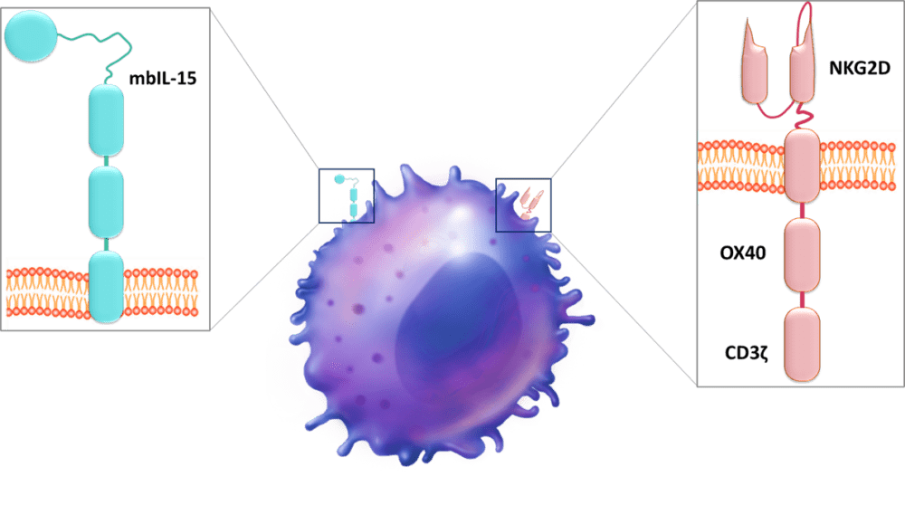 Nkarta CD19 CAR-NK Clinical Trial Results