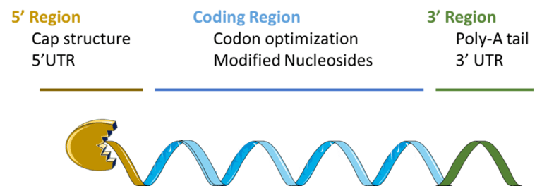Q3 2023 Therapeutic mRNA patent monitor report: focus on mRNA ...