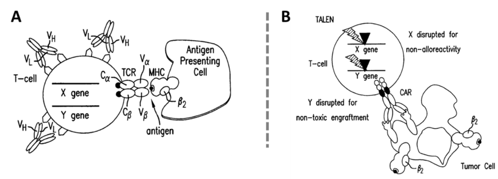 Cellectis is a strategic intellectual property partner for AstraZeneca ...