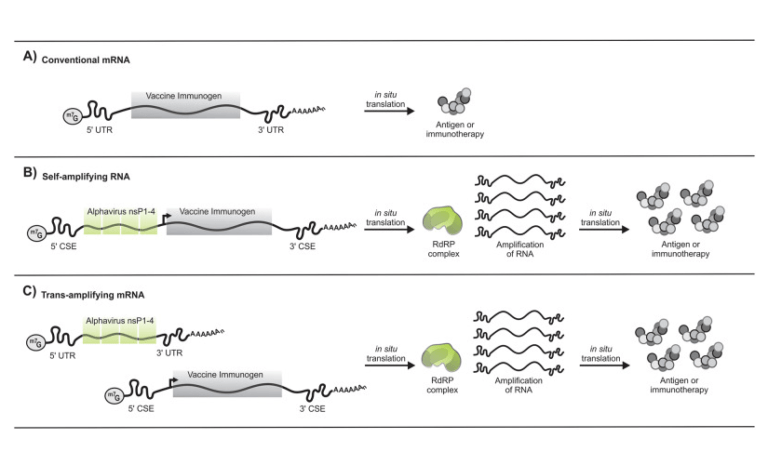 Amplitude Therapeutics Advances Trans-Amplifying RNA Tech